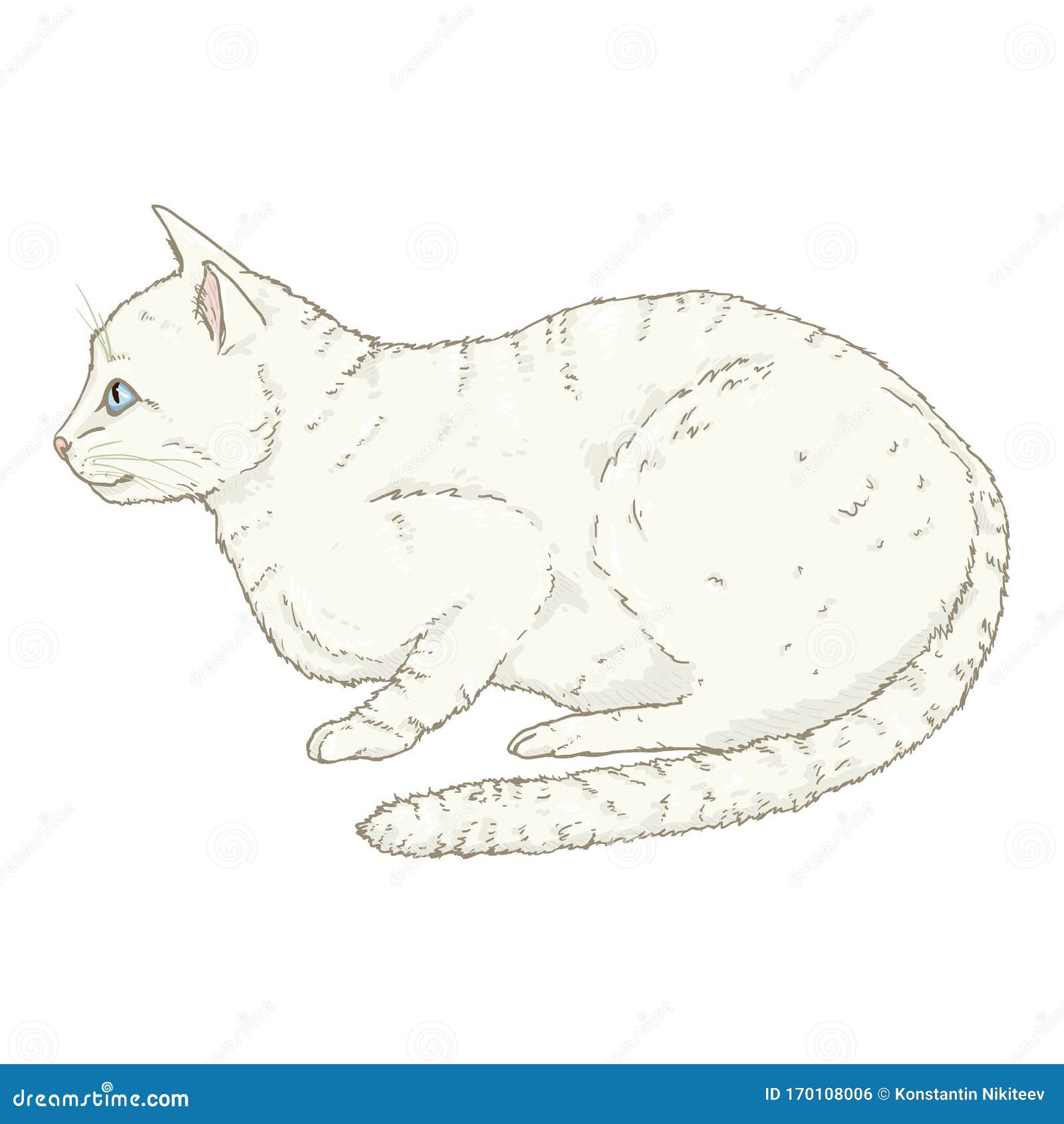 White Angora Cat stock vector. Illustration of posing - 170108006