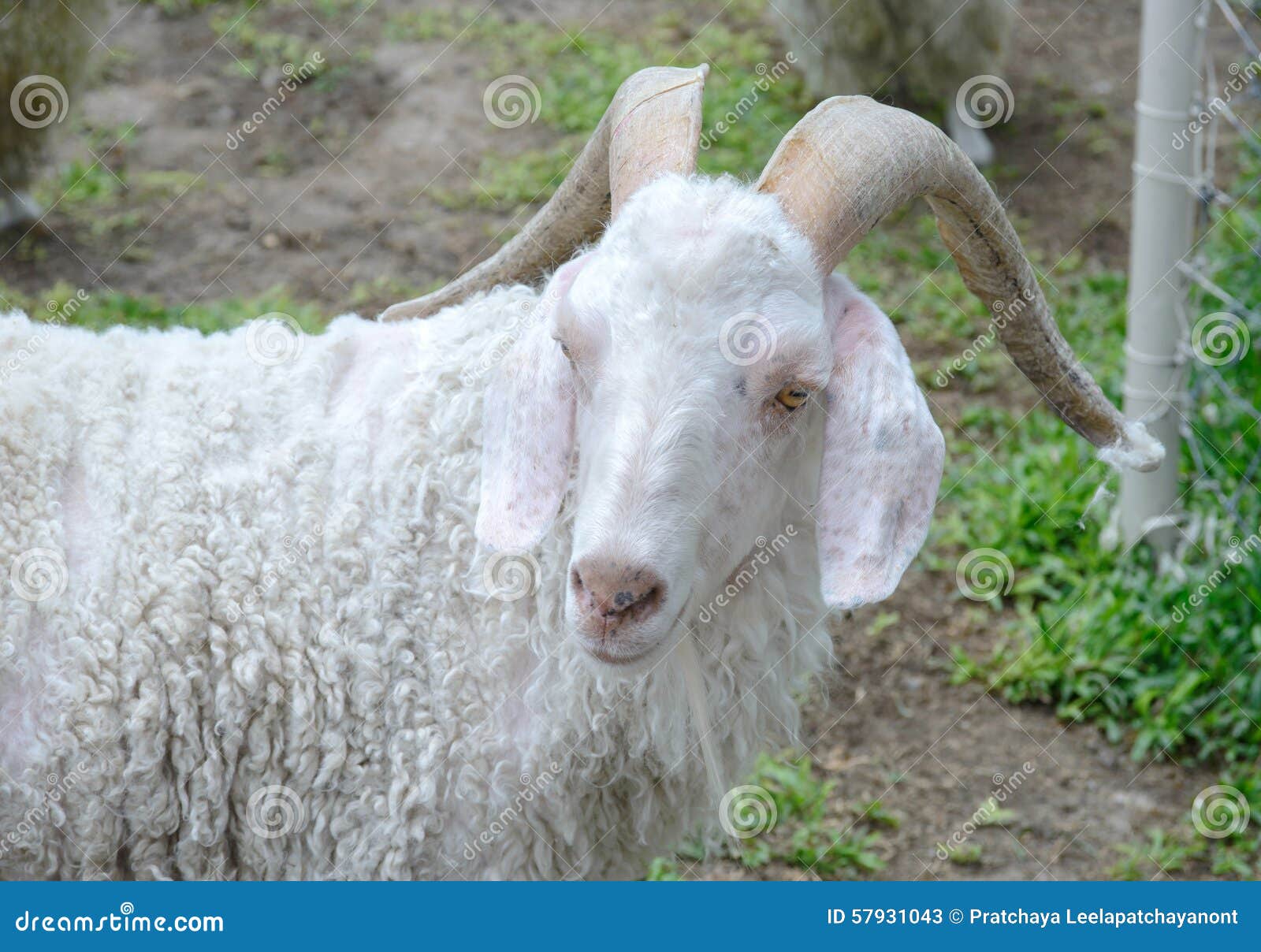White Angora Goat Royalty-Free Stock Photography | CartoonDealer.com ...