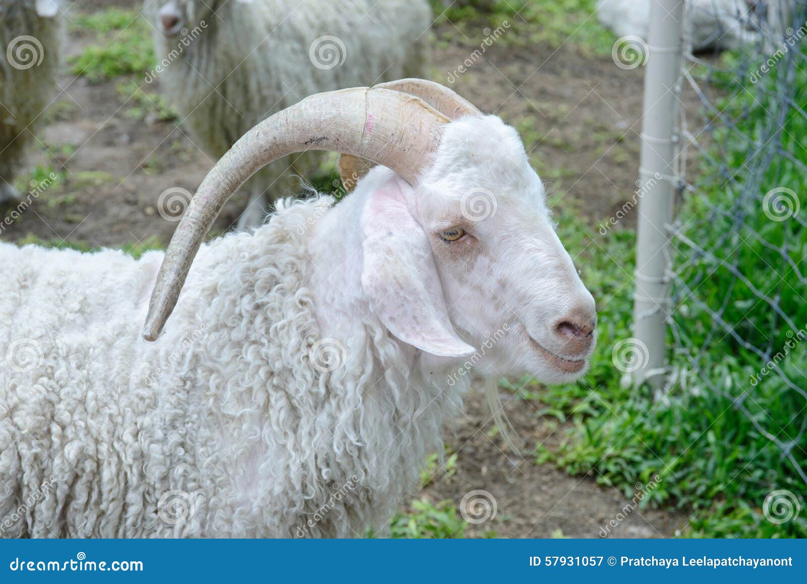 White angora goat stock image. Image of animal, meadow - 57931057