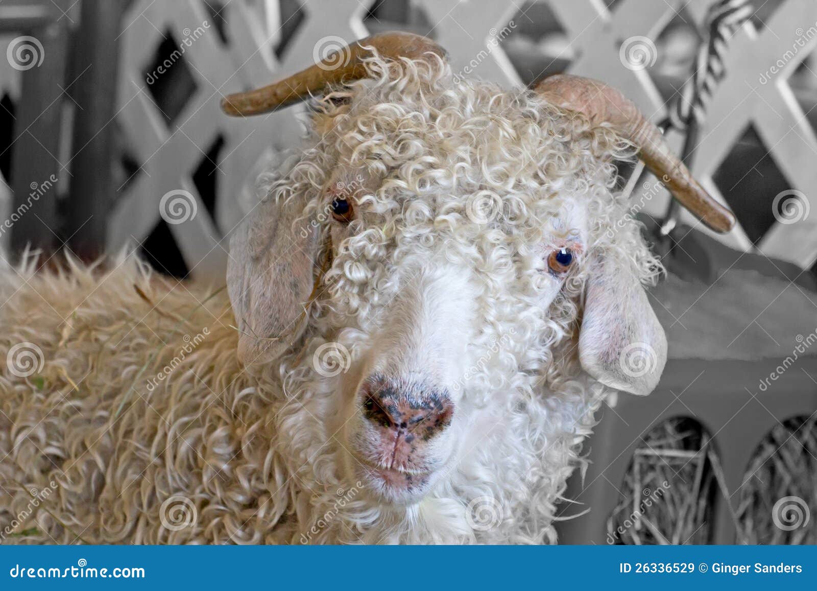 White Angora Goat with Horns Stock Image - Image of inside, photograph ...