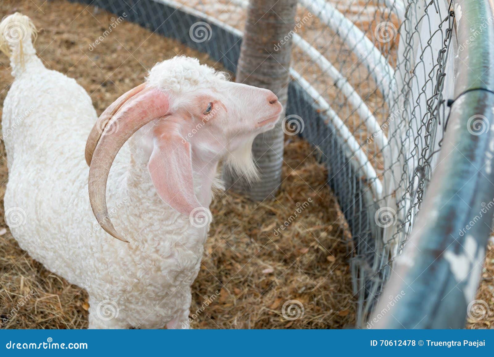 White angora goat stock photo. Image of angora, white - 70612478
