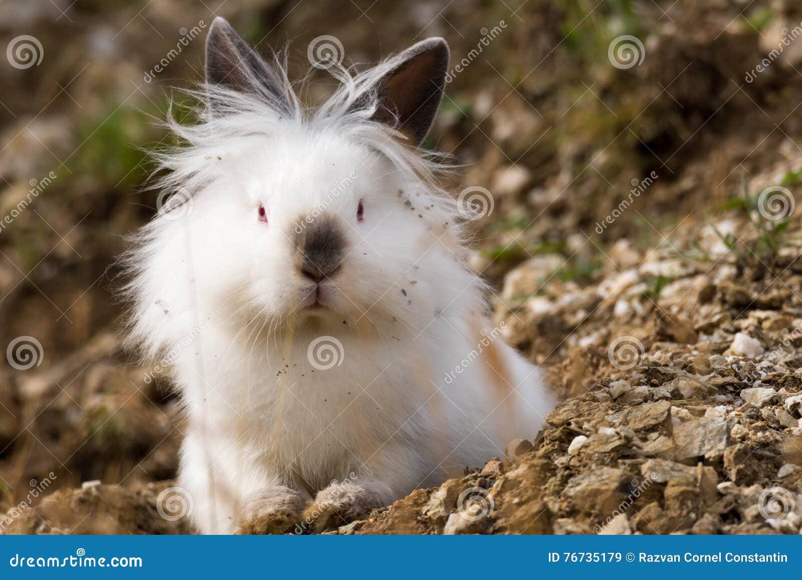 White Angora Rabbit Sitting Outdoors in the Wild Stock Image - Image of ...