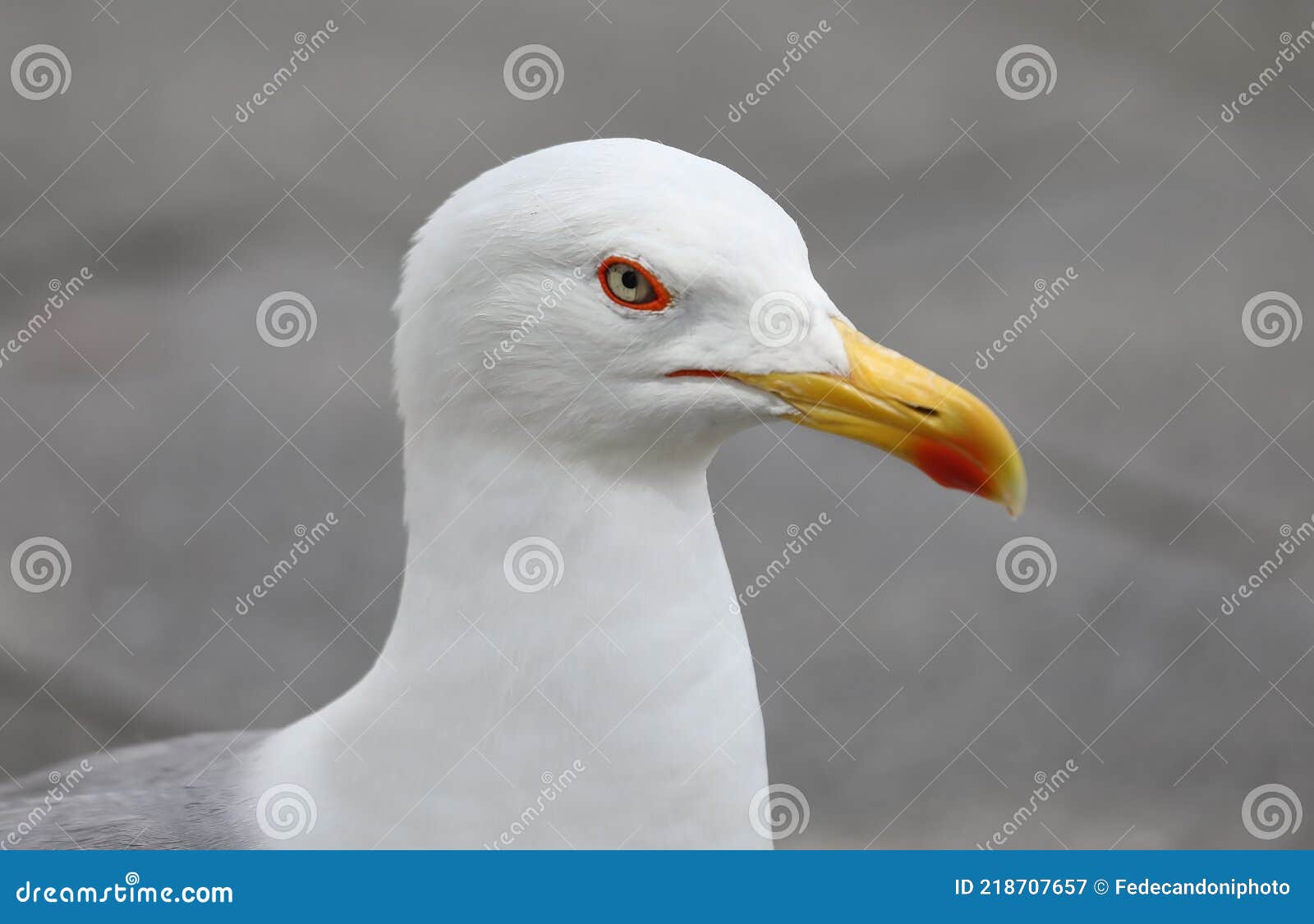 White Angry Seagull with the Long Yellow Beak Stock Image - Image of ...