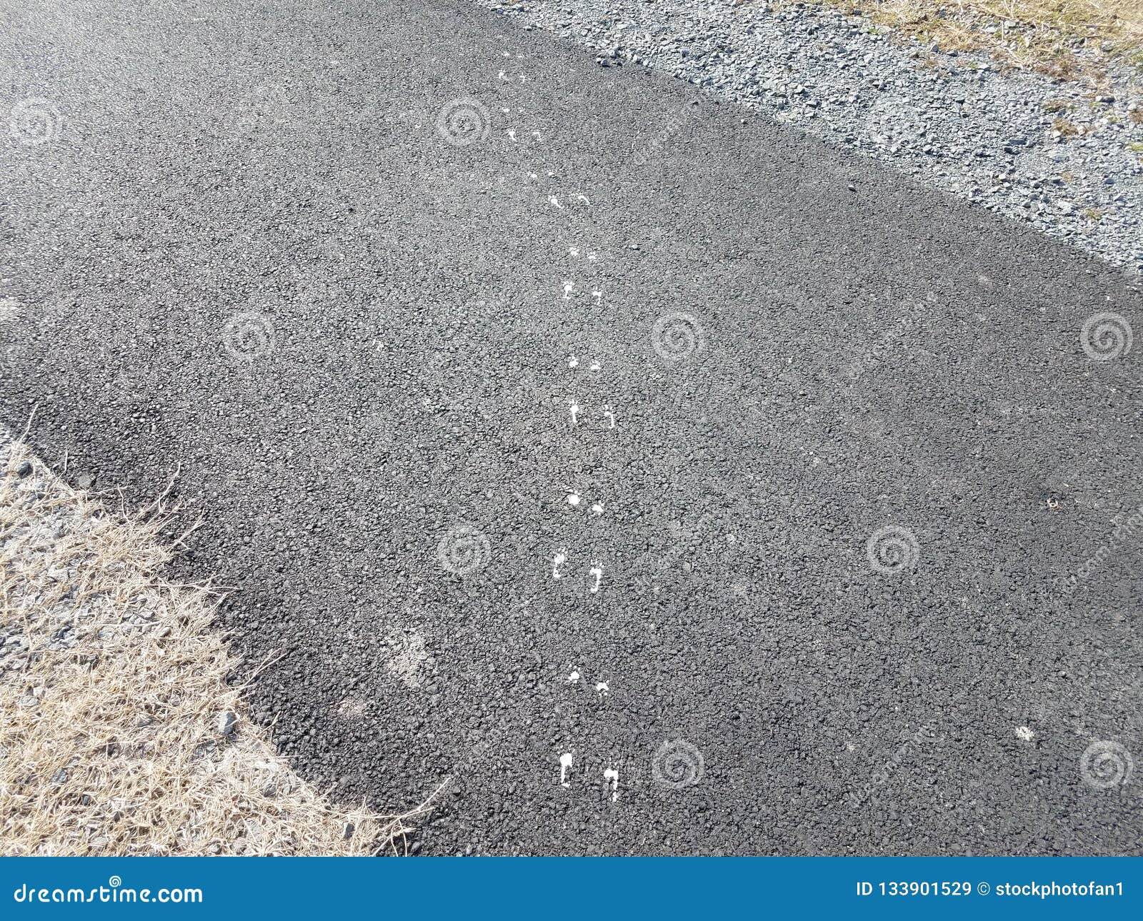 White Animal Footprints on Black Asphalt or Pavement Stock Image ...