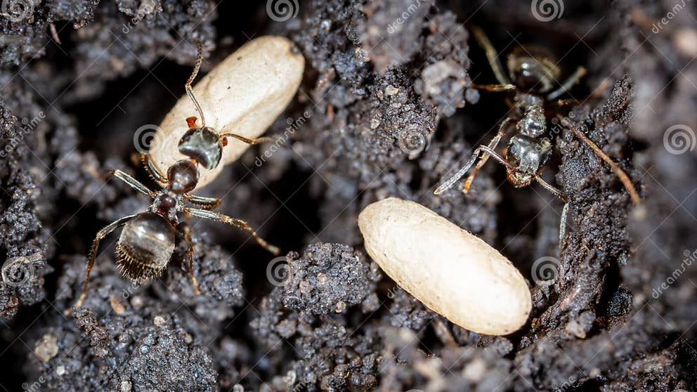 White ant eggs in nature stock image. Image of detail - 191798887