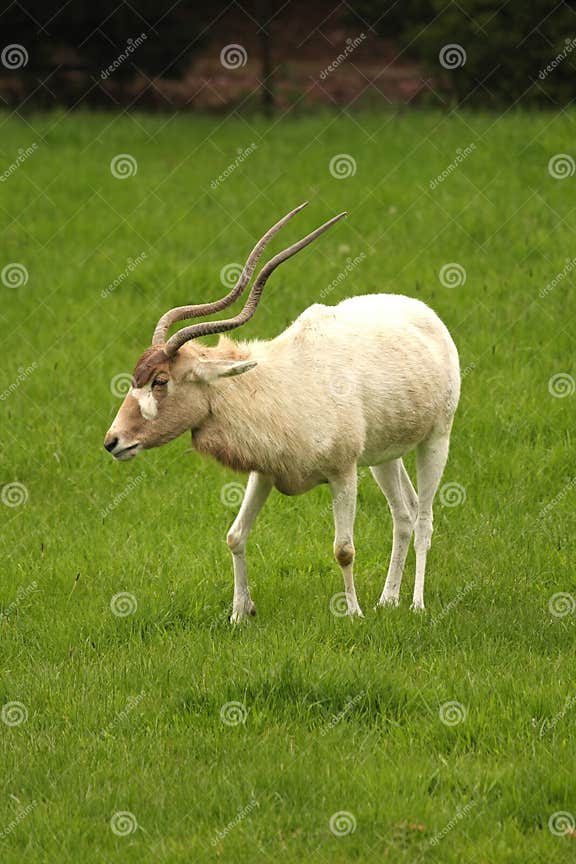 White Antelope, Addax stock photo. Image of hoof, hooves - 5220494