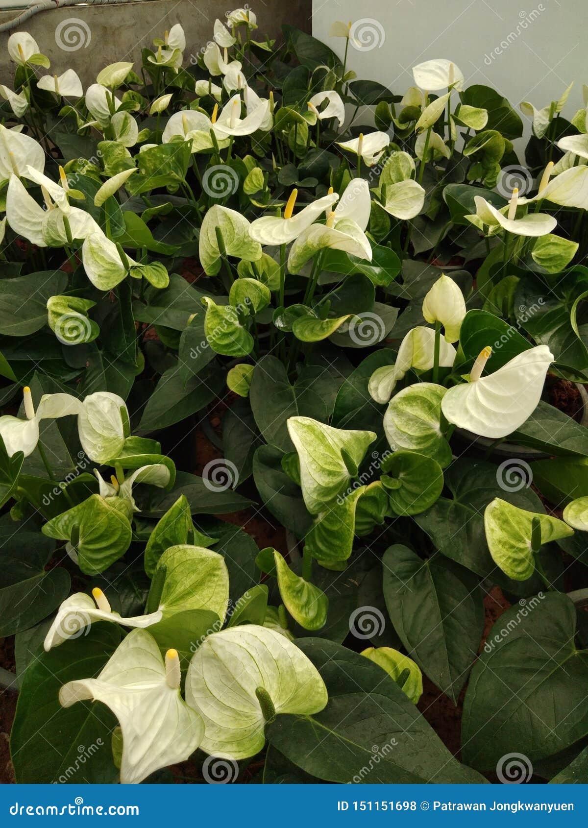 White Anthurium in the Garden Stock Photo - Image of flower, garden ...