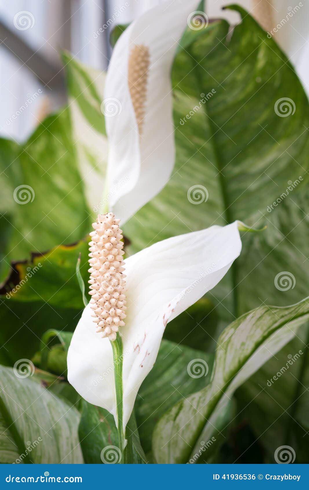 White Anthurium stock photo. Image of earthenware, houseplant - 41936536