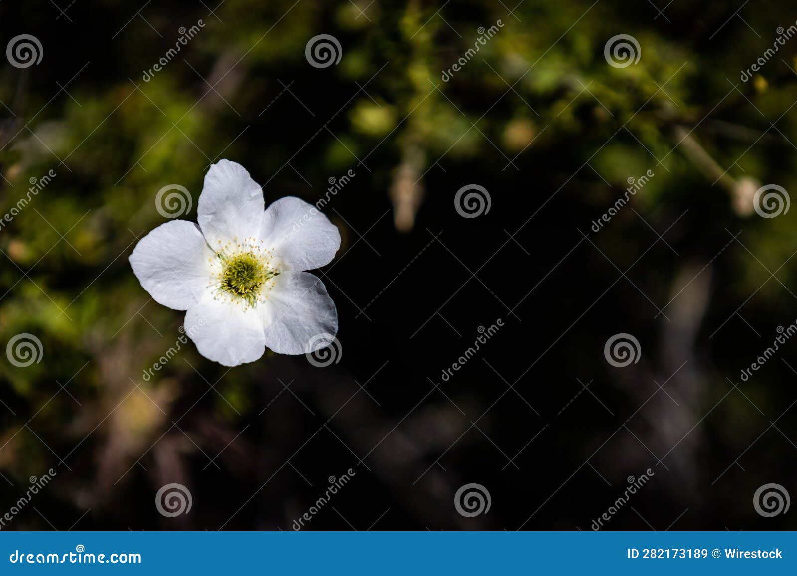 White Apache Plume Blossom Nestled Amongst a Blurred Dense Green ...
