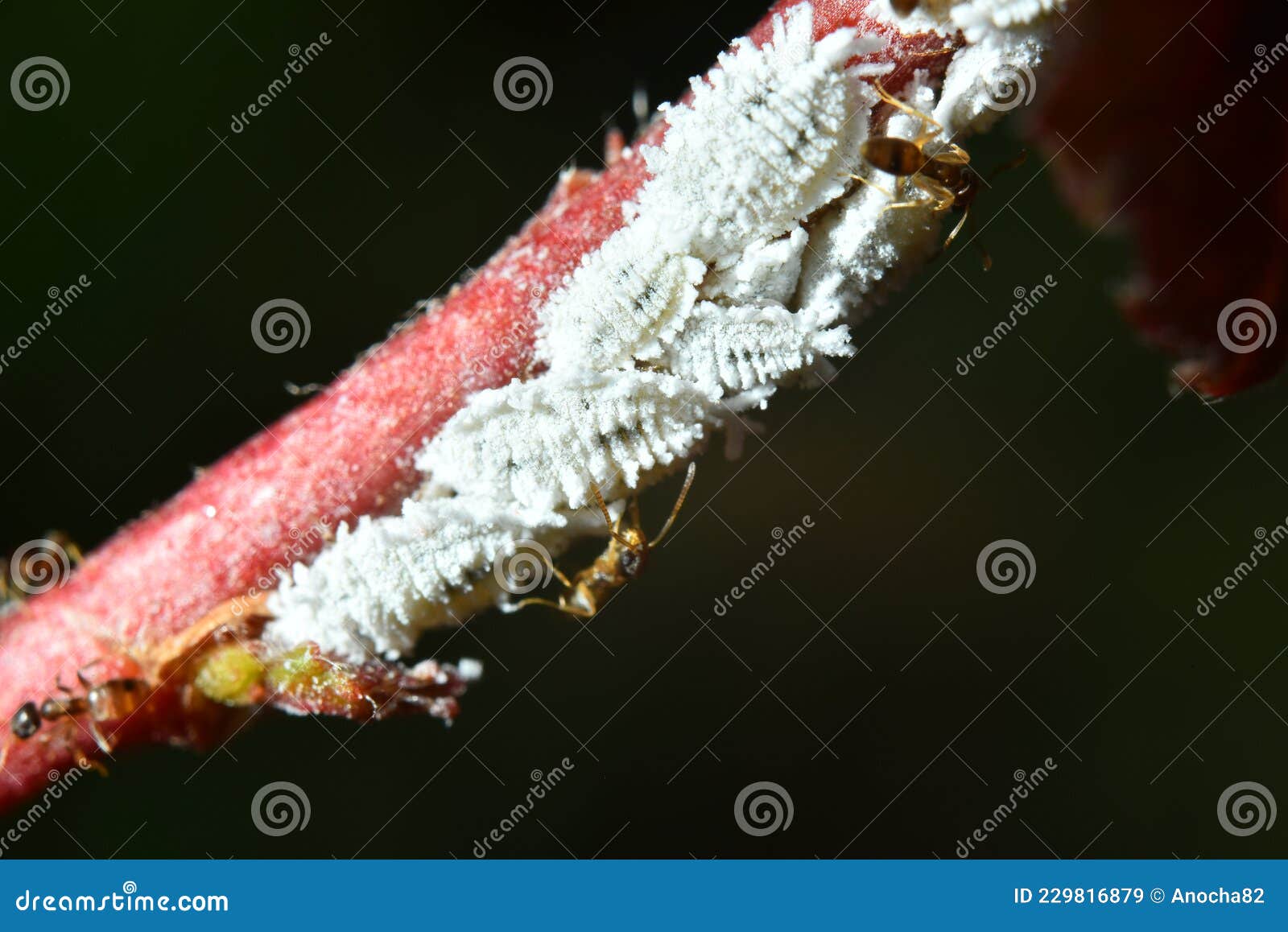 White Aphid Larvae on the Red Branch Stock Image - Image of foliage ...