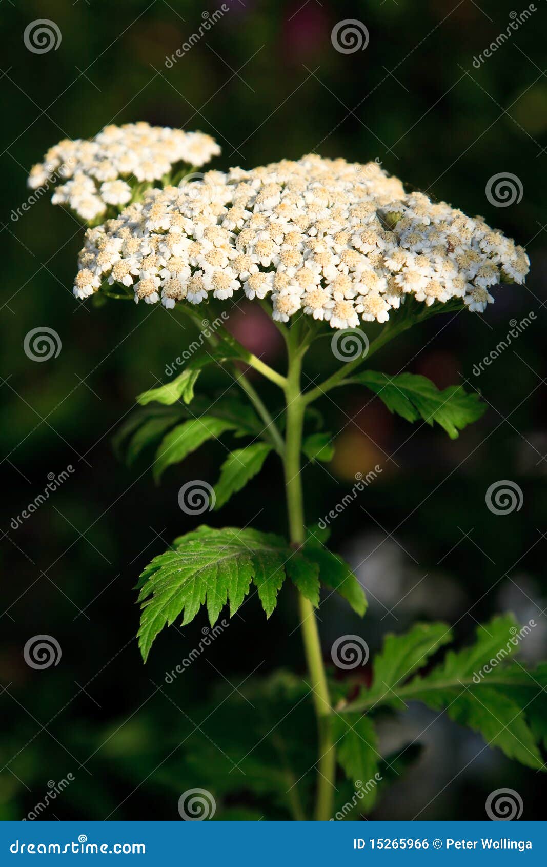 White Apiaceae Flower As A Close Up Stock Photo - Image of apiaceae ...