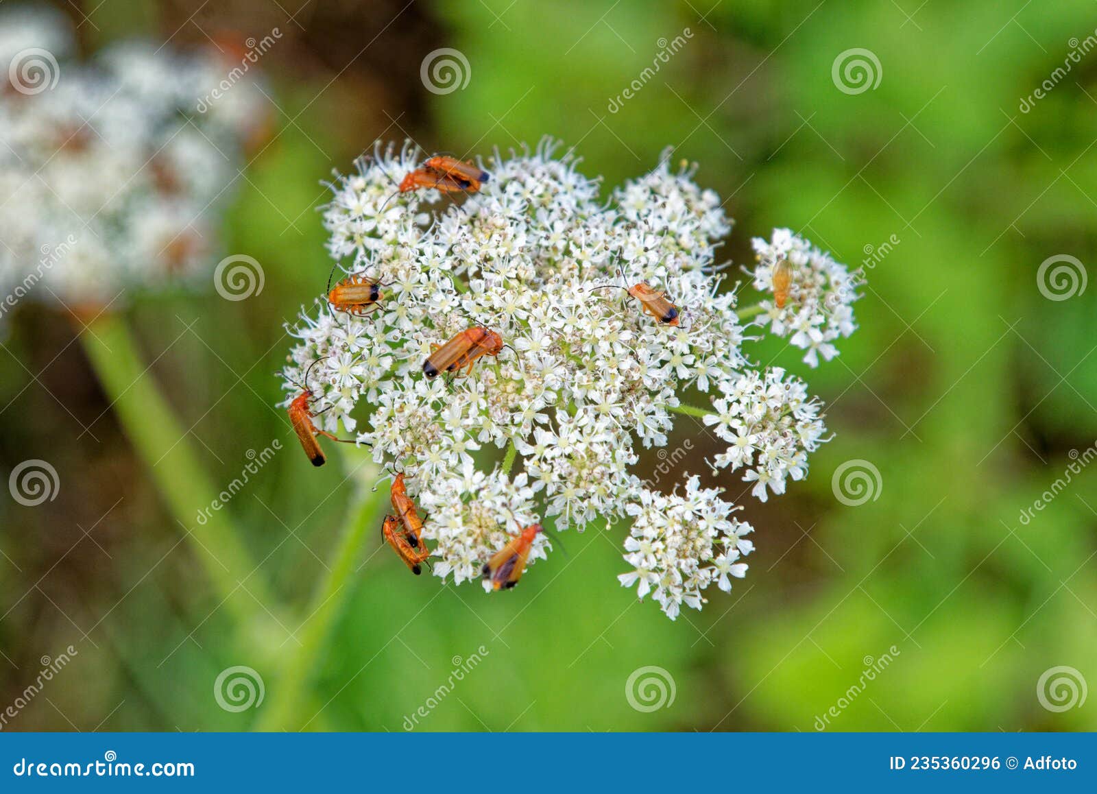 White Apiaceae with Red Bugs on it Stock Photo - Image of elegance ...