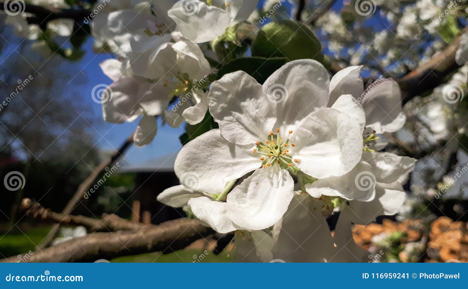 Apple blossoms stock image. Image of fresh, stamen, plant - 116959241