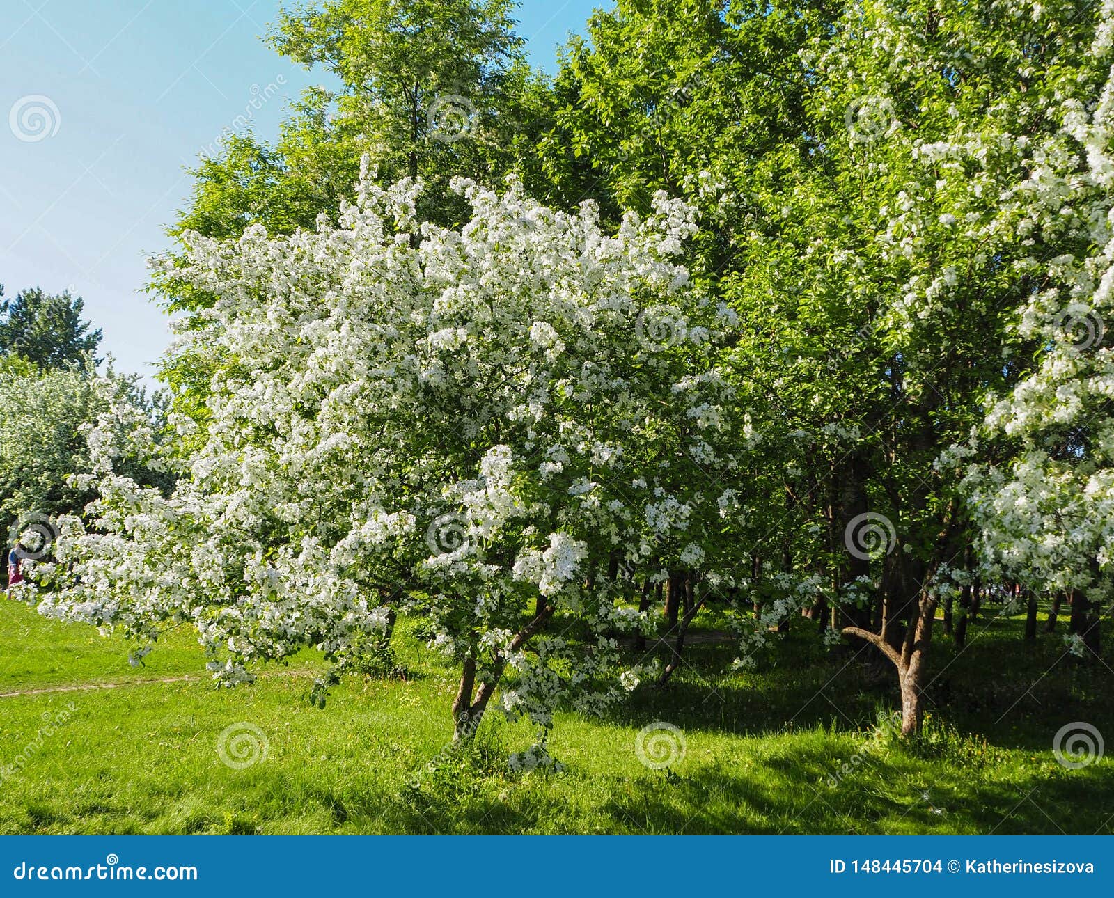 White Apple Tree is Blooming in the Park on the Bright Sunny Day Stock ...