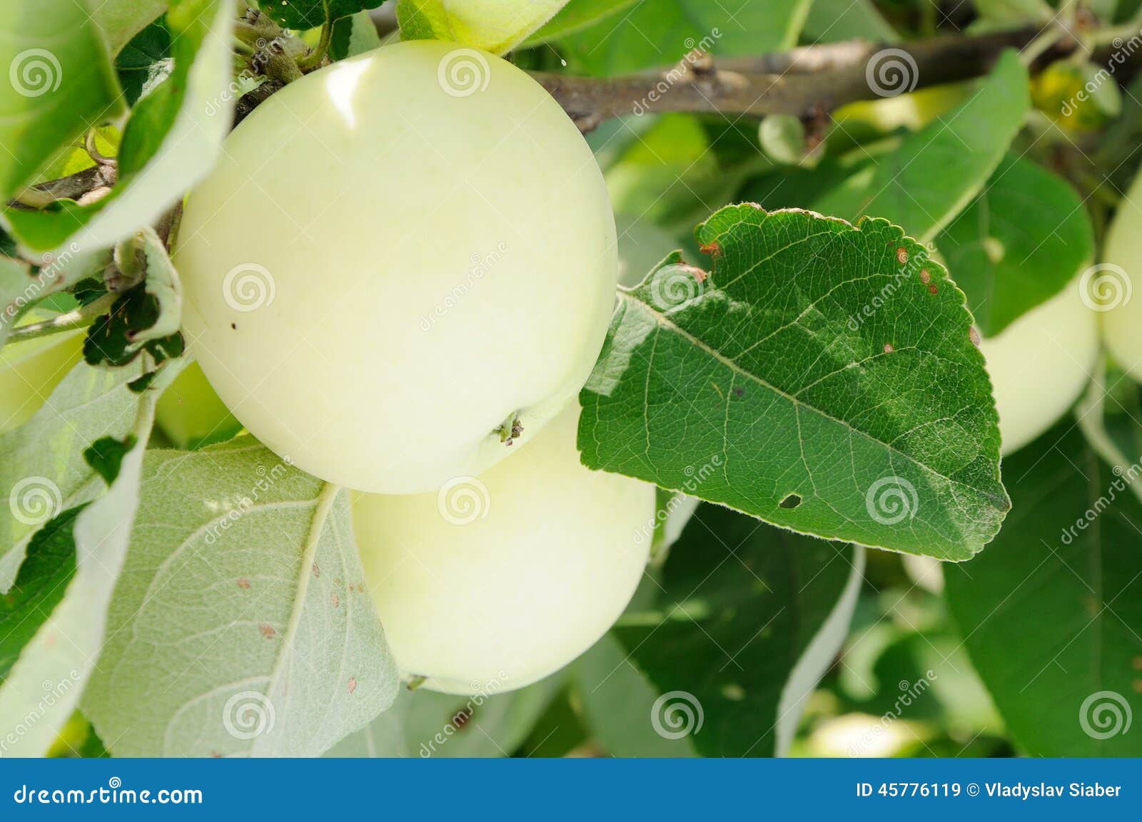 White apple on the tree stock image. Image of white, branch - 45776119