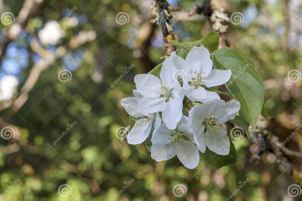 .white Apple Tree Flower on a Branch Stock Image - Image of tree ...