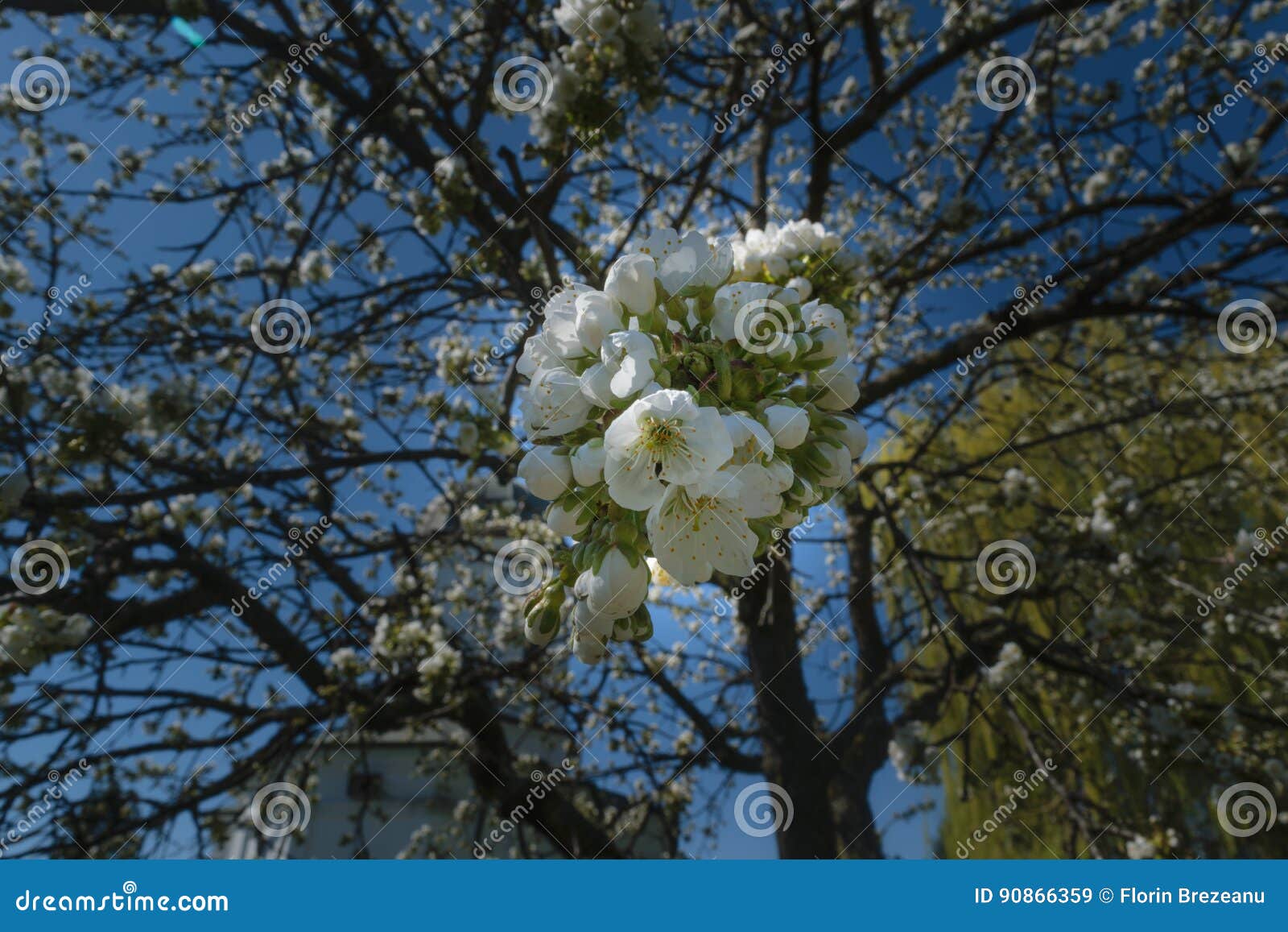 White Apple Tree Flower Group in Shadow Stock Image - Image of spring ...