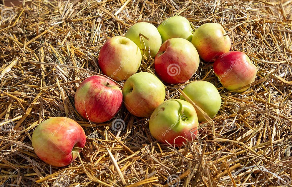 White apples on the hay stock photo. Image of autumn - 296780742