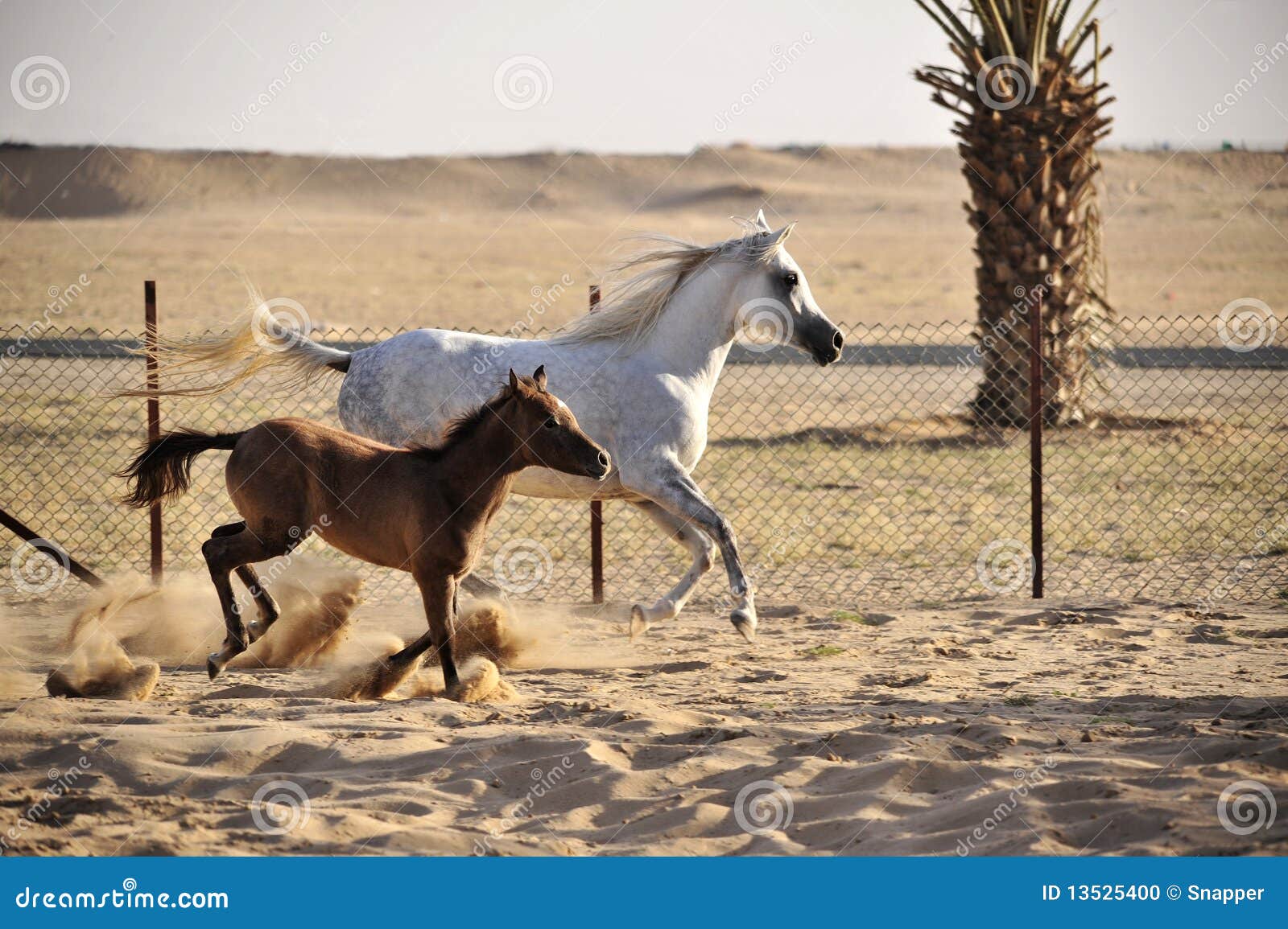 White Arabian Horse with Colt Stock Photo - Image of colt, equine: 13525400
