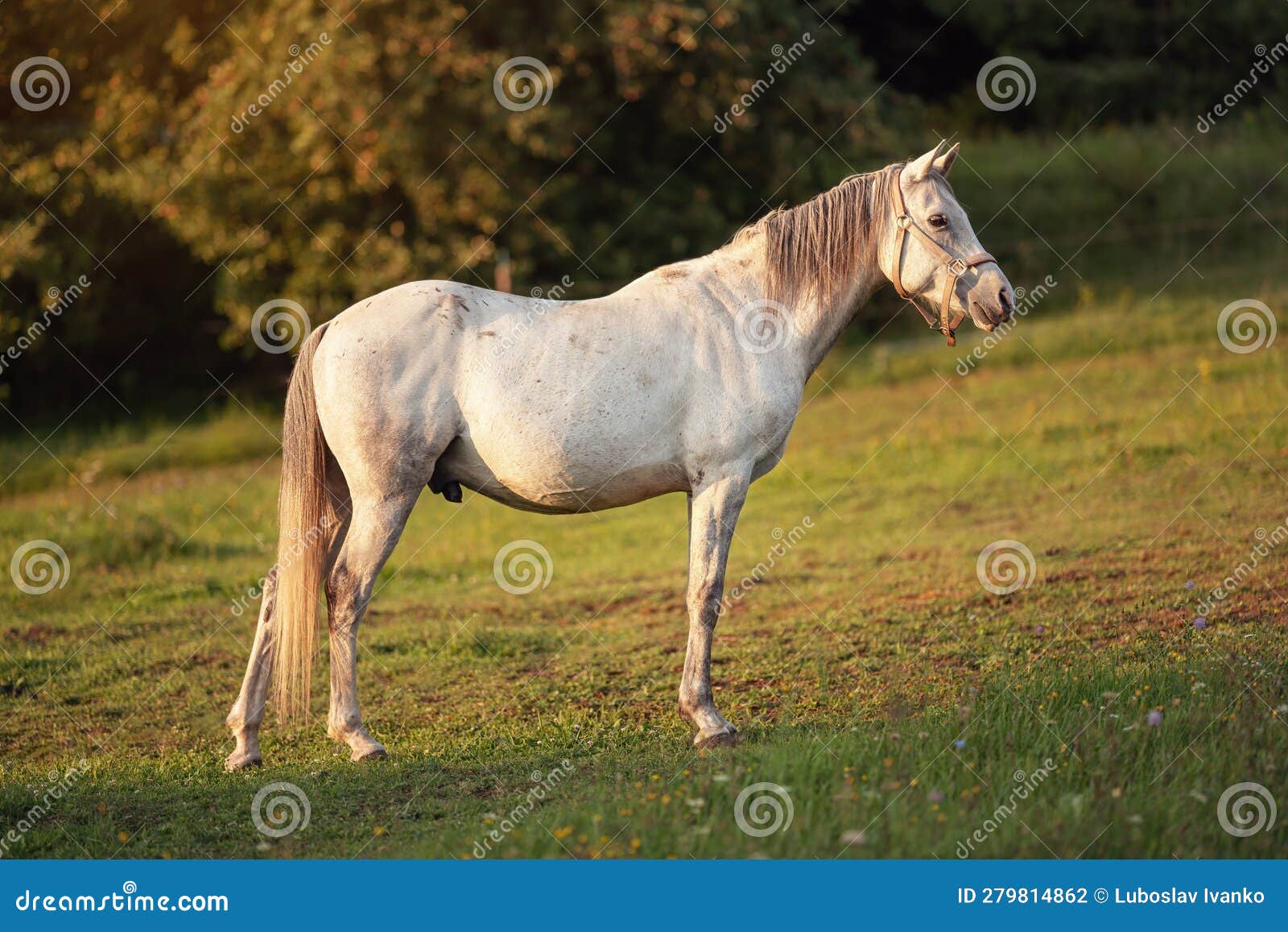 White Arabian Horse Standing on Green Field, View from Side Stock Photo ...