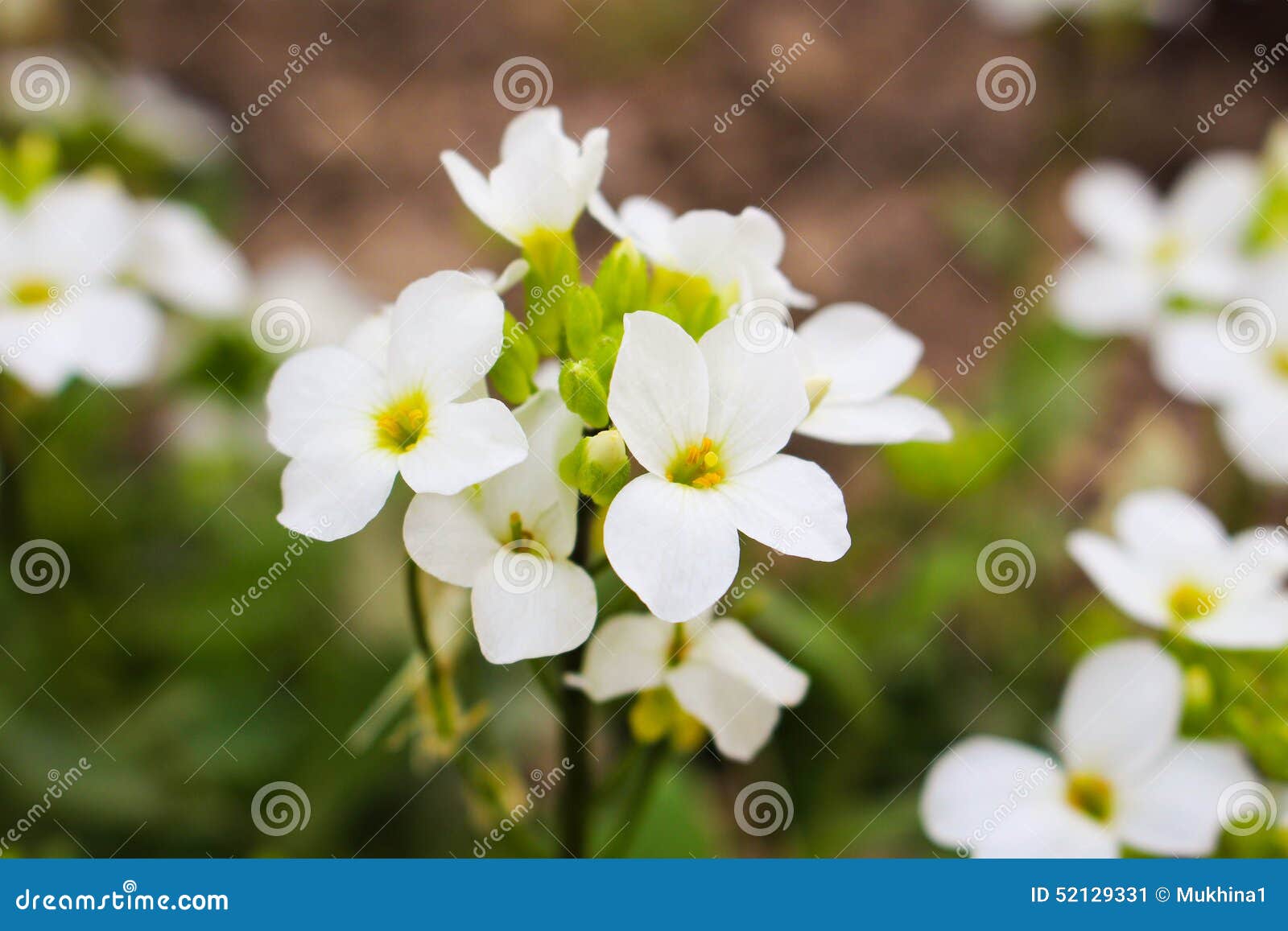 White Arabis Flowers, Background White Flowers Stock Image - Image of ...