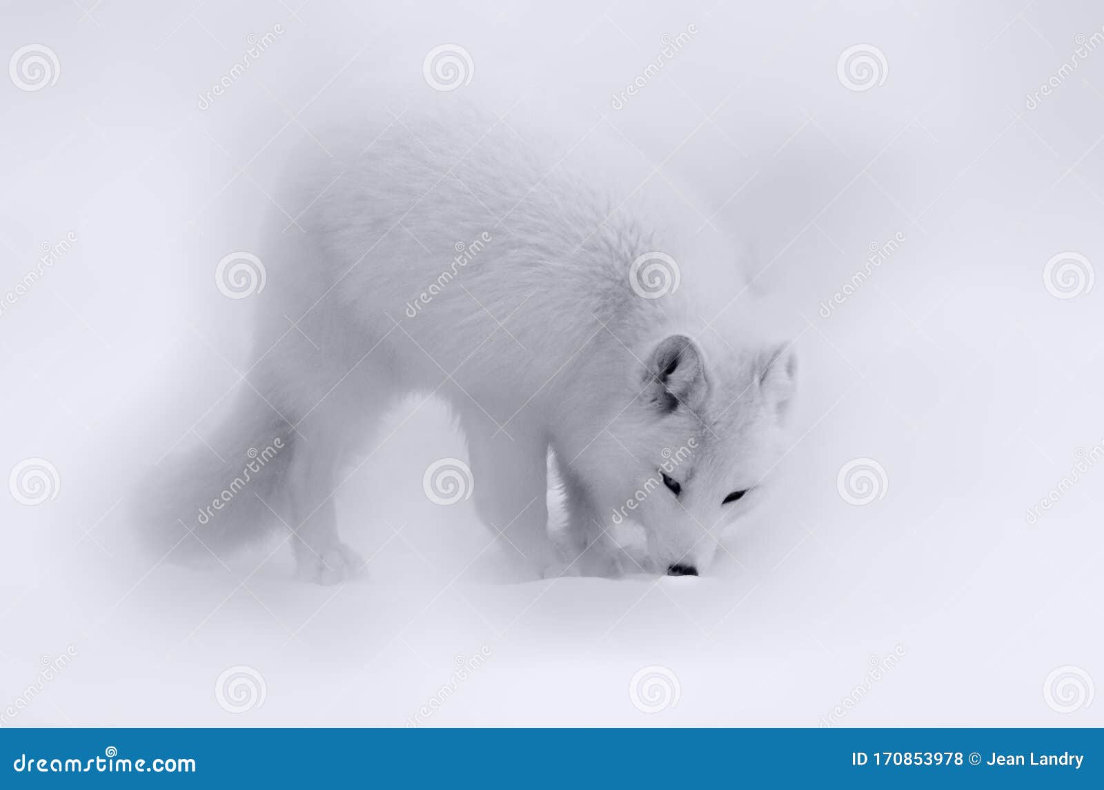 Arctic Fox Following Scent in Snow Stock Photo - Image of north, mammal ...