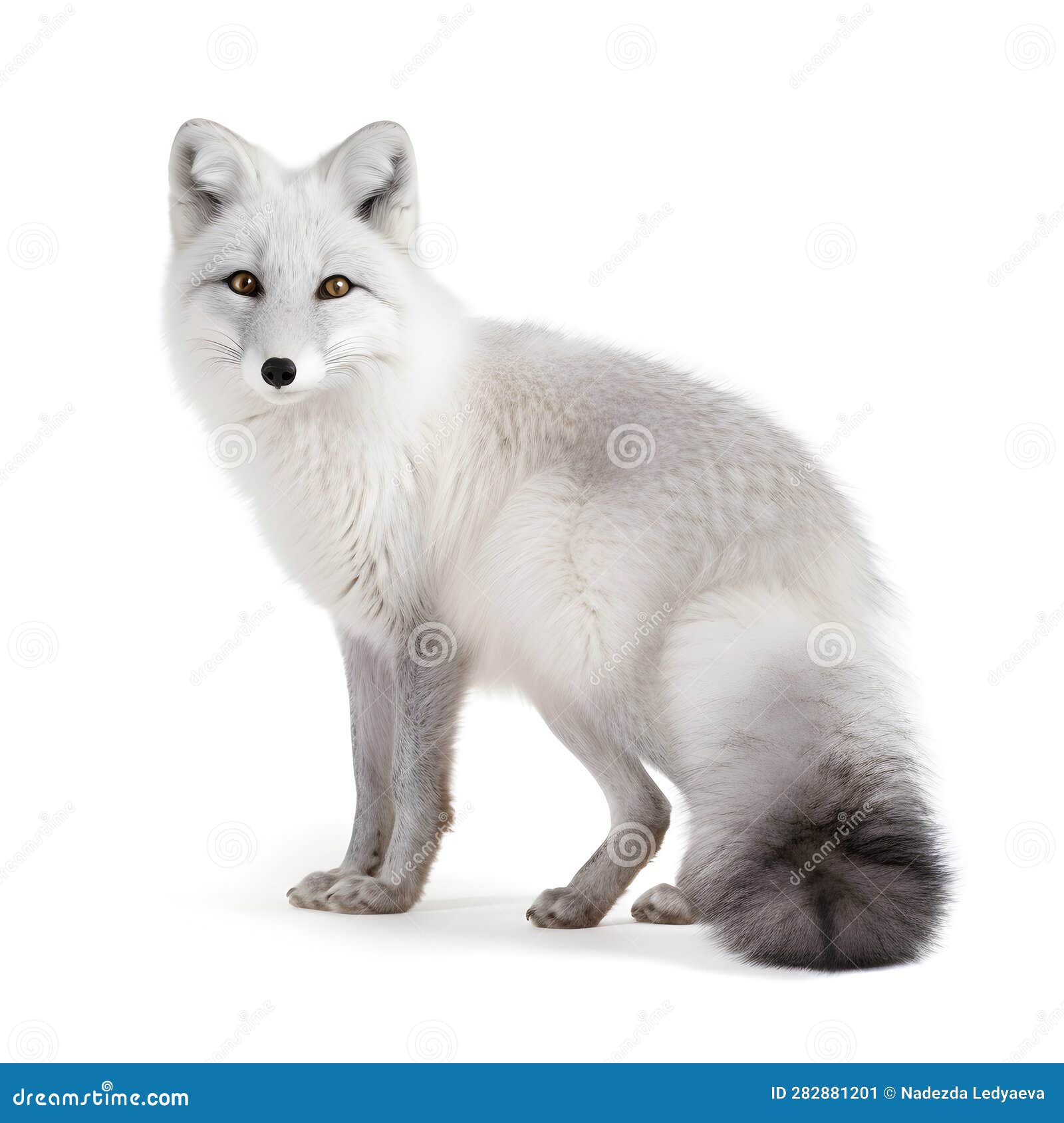 White Arctic Fox on a White Background. Stock Illustration ...
