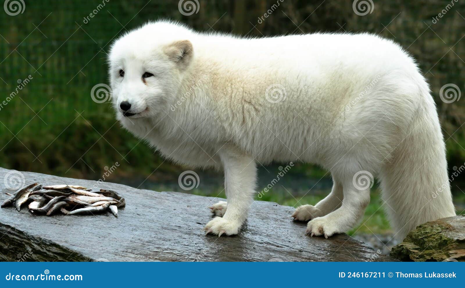 White Arctic Fox Eating Fish from a Rock Stock Video - Video of young ...