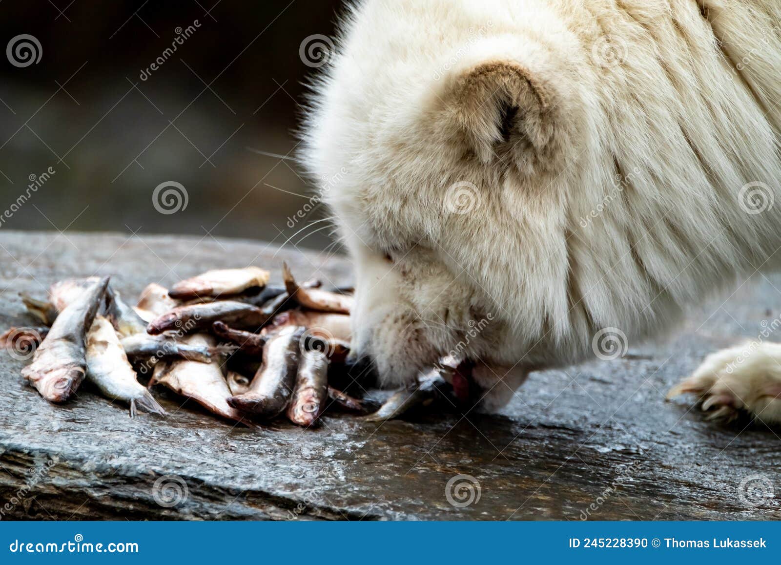 White Arctic Fox Eating Fish from a Stone Stock Photo - Image of polar ...