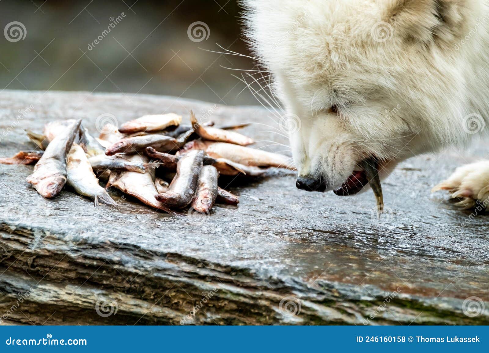 White Arctic Fox Eating Fish from a Stone Stock Photo - Image of ...