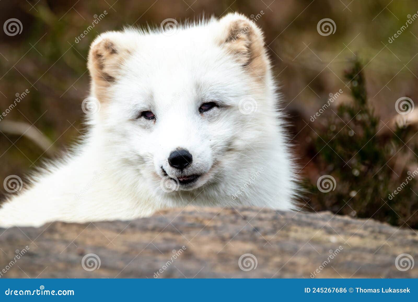 Cute Baby White Foxes