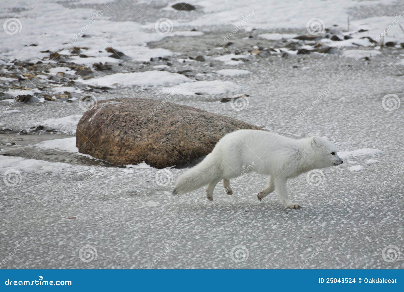 Gray Fox Running Stock Photos - Free & Royalty-Free Stock Photos from ...