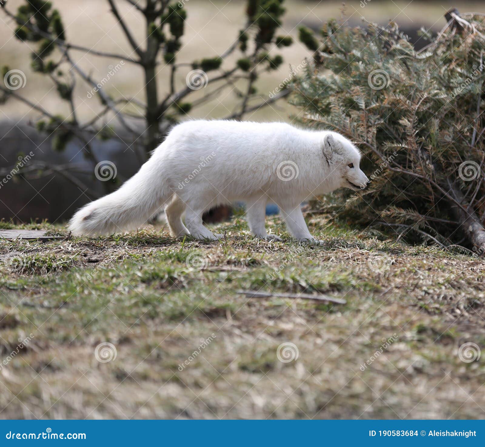 White Arctic Fox Walking stock photo. Image of white - 190583684