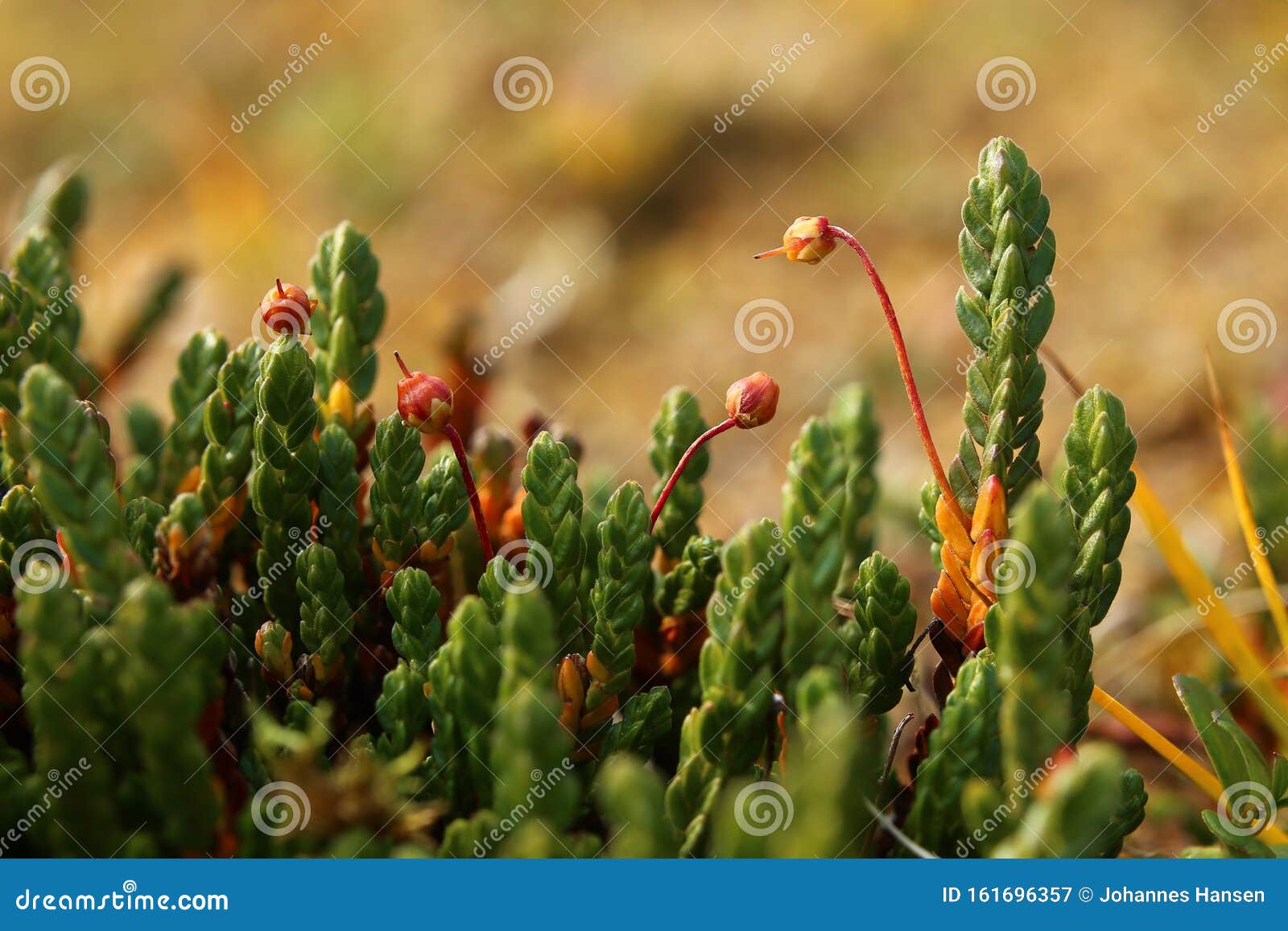 White Arctic Mountain Heather (Cassiope Tetragona) with Fruits Stock ...