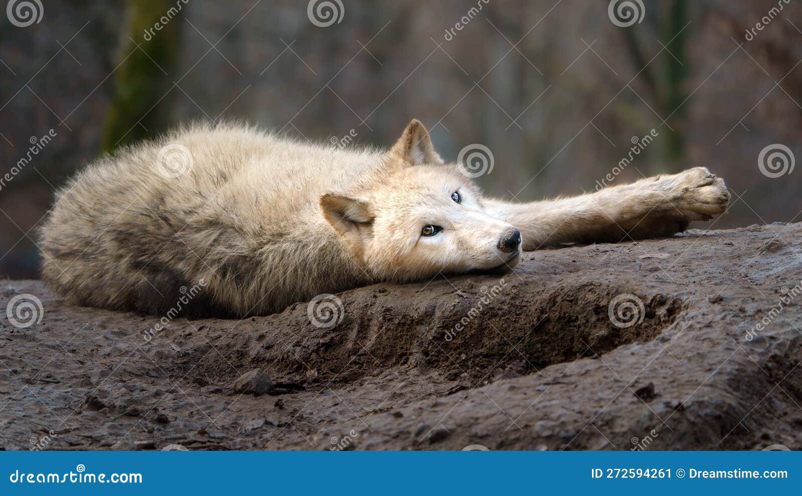 White Arctic Wolf Covered in Mud in a Zoo Stock Image - Image of timber ...