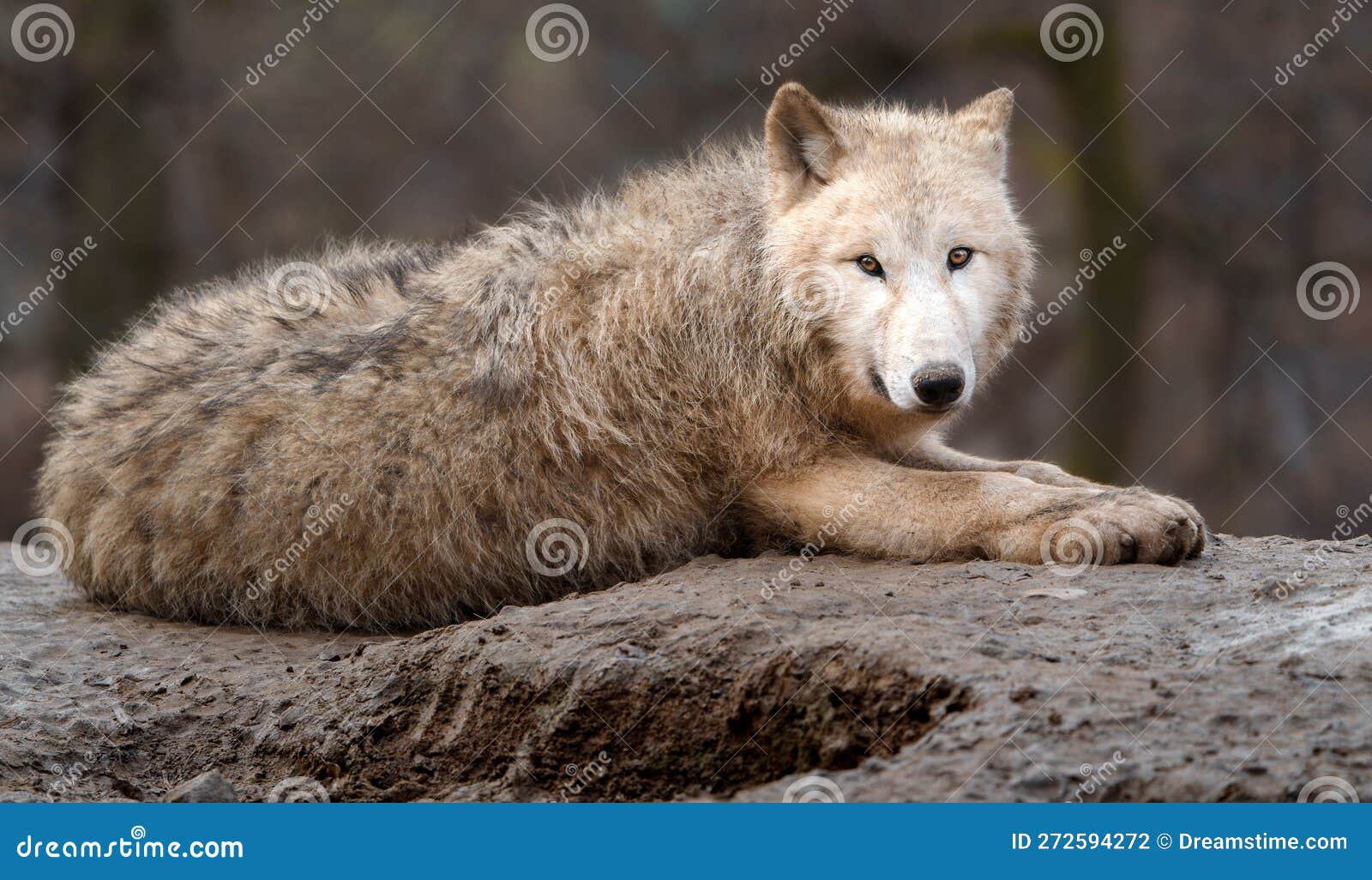 White Arctic Wolf Covered in Mud in a Zoo Stock Photo - Image of ...