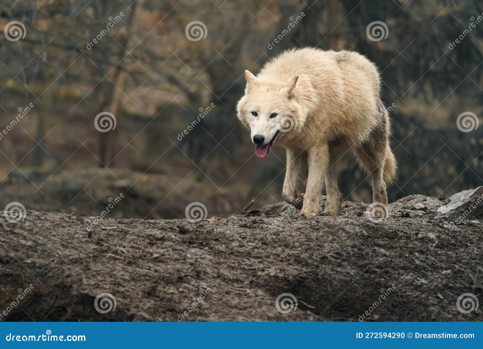 White Arctic Wolf Covered in Mud in a Zoo Stock Photo - Image of ...