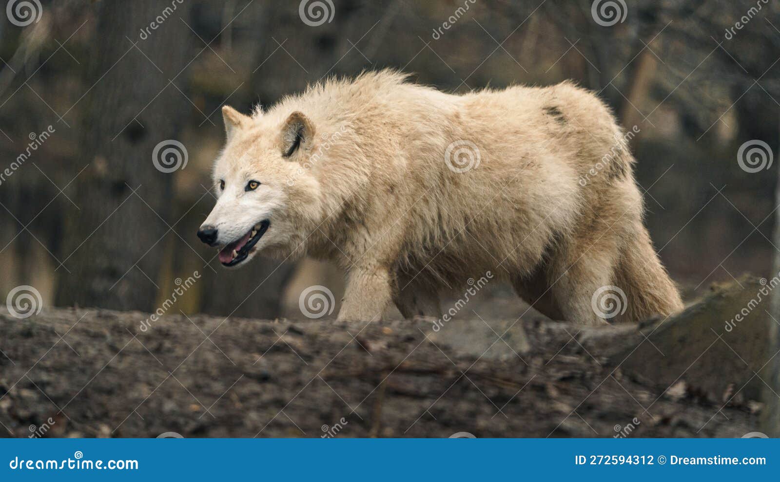 White Arctic Wolf Covered in Mud in a Zoo Stock Photo - Image of ...