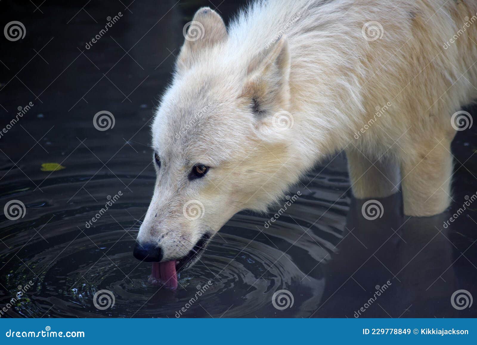 White Arctic Wolf Drinking from Lake Portrait Stock Image - Image of ...