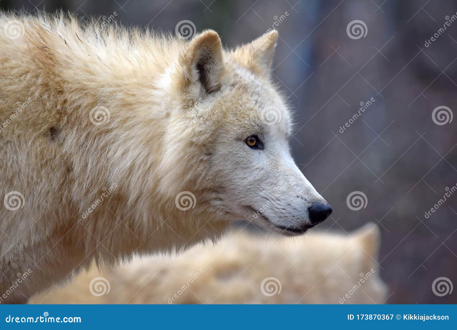 Wolf Side Profile Landscape Royalty-Free Stock Image | CartoonDealer ...
