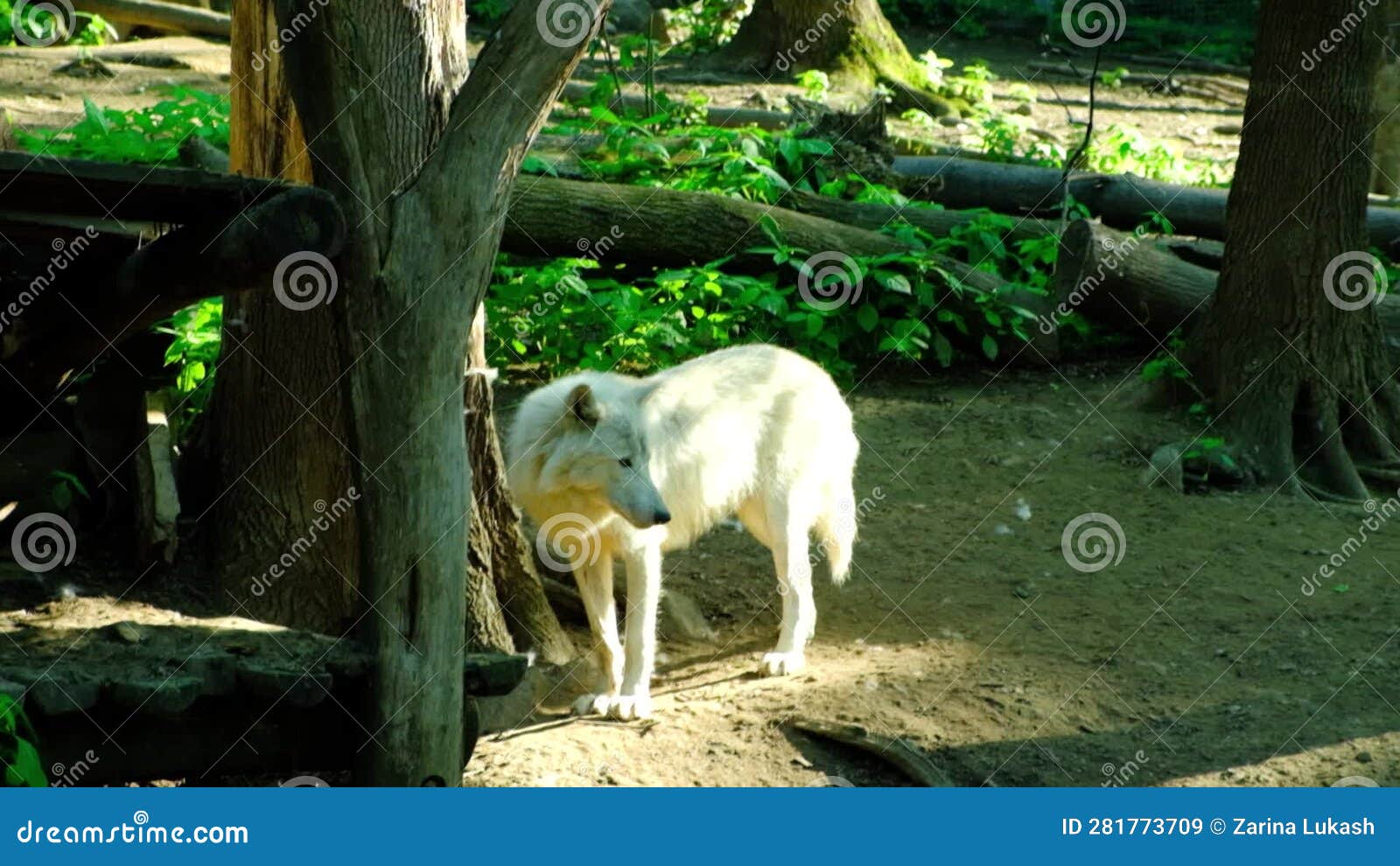 White Arctic Wolf in the Forest at the Zoo. Stock Video - Video of wolf ...