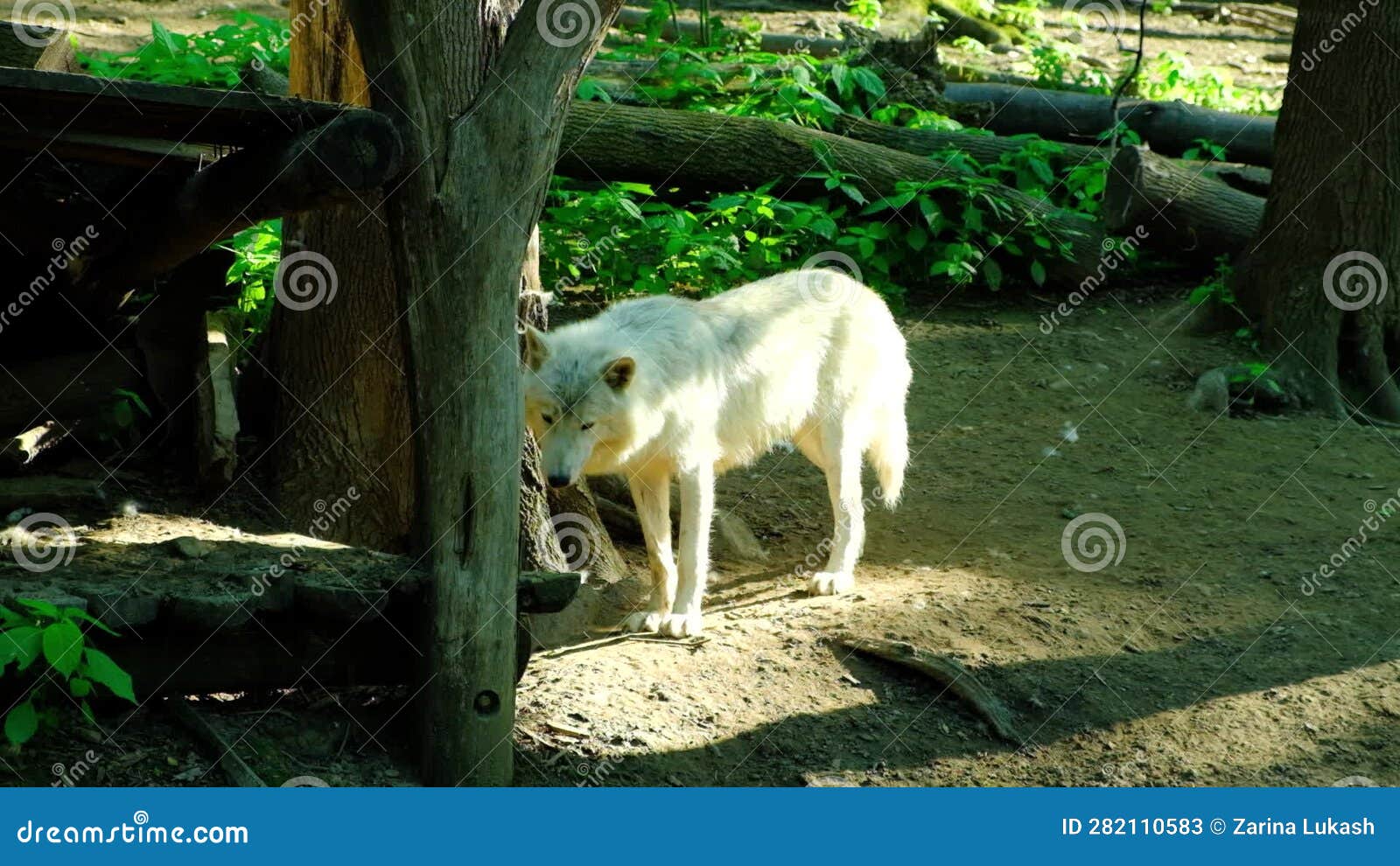 White Arctic Wolf in the Forest at the Zoo. Stock Video - Video of ...