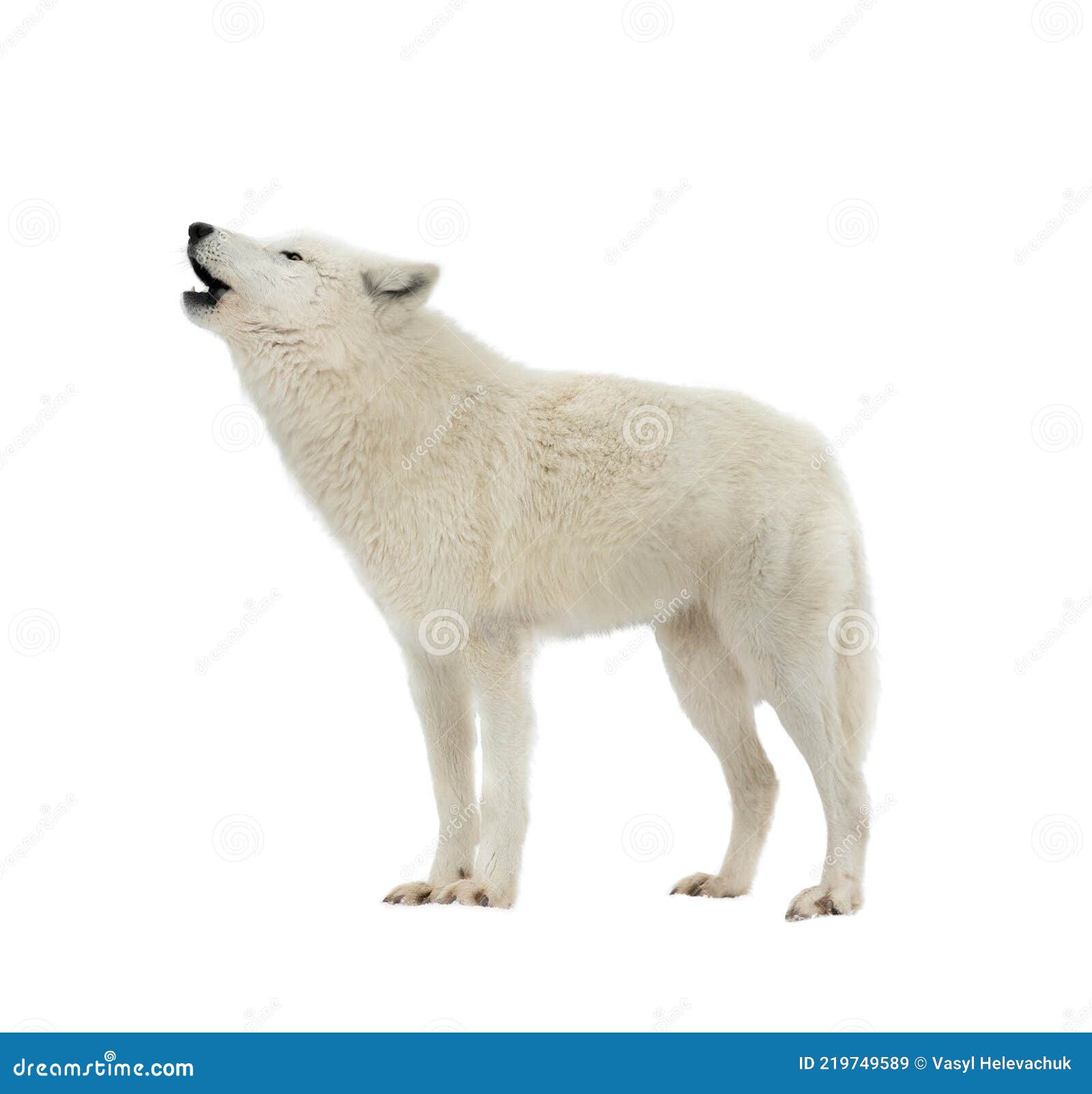 Arctic Wolf Howling