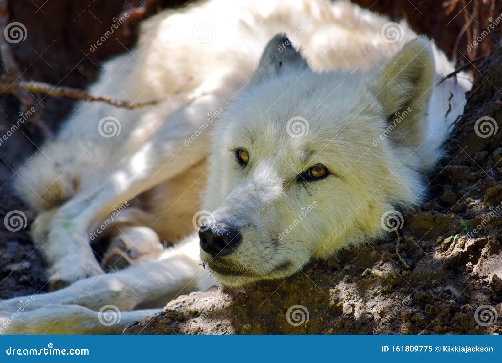 White Arctic Wolf Lying in Den Stock Image - Image of mammalia, canidae ...