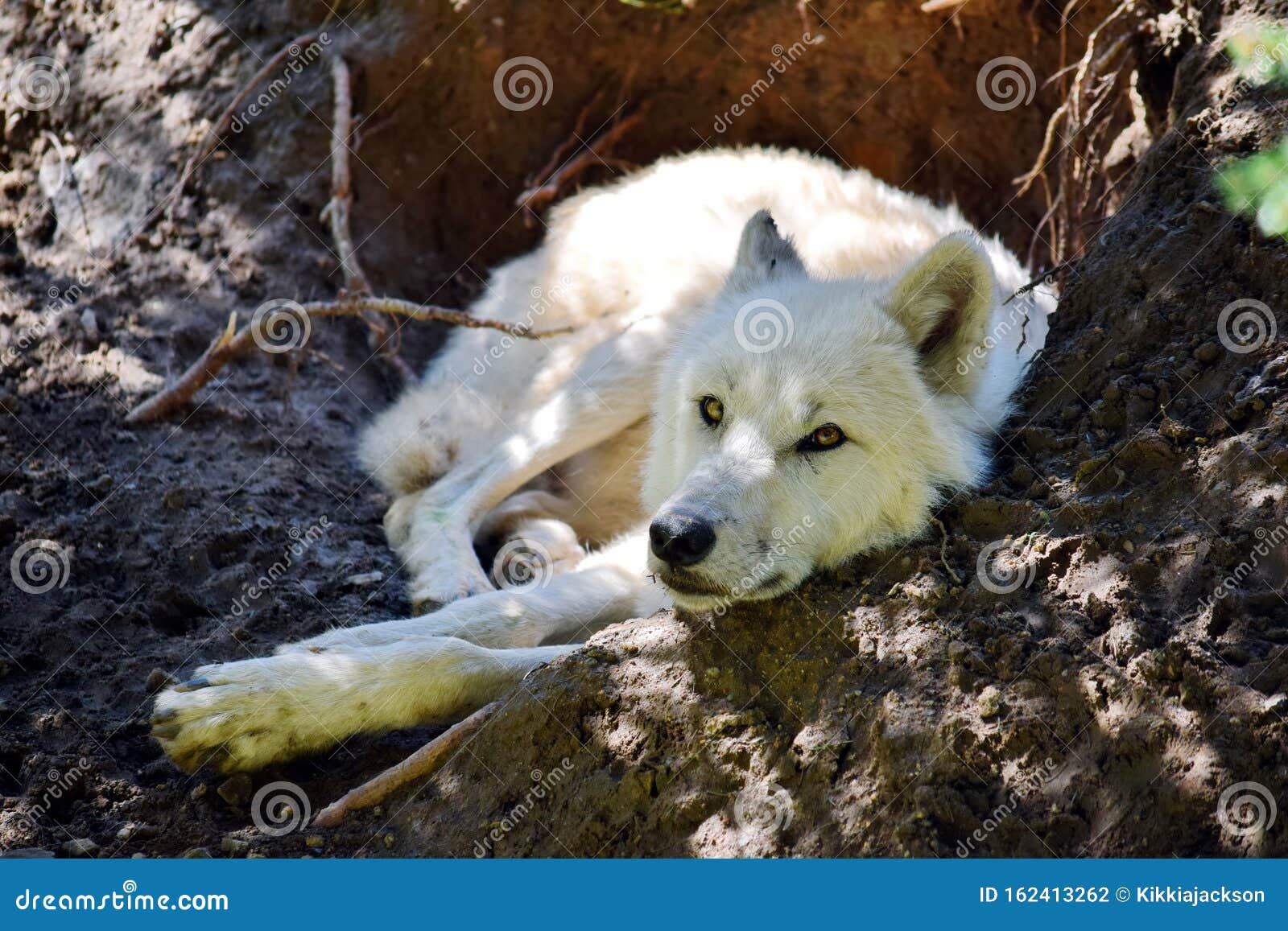 White Arctic Wolf Lying in Den Stock Photo - Image of grass, pray ...