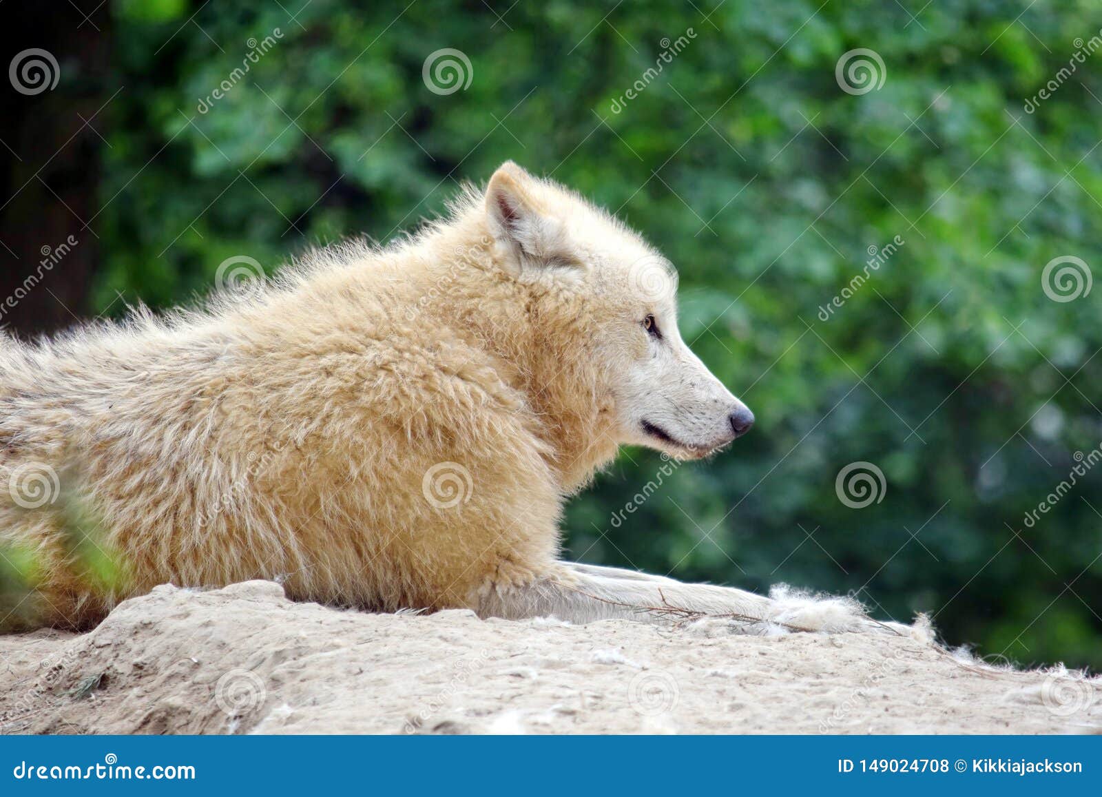 White Arctic Wolf Lying on Rock in the Forest Stock Photo - Image of ...