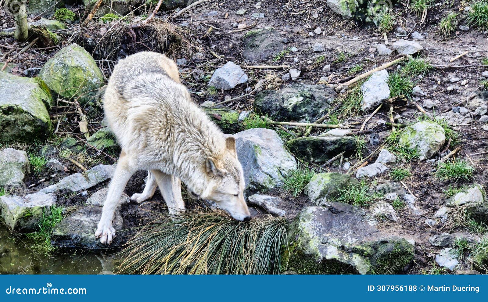 White Arctic Wolf by the Stream in the Forest Sniffing the Grass and ...
