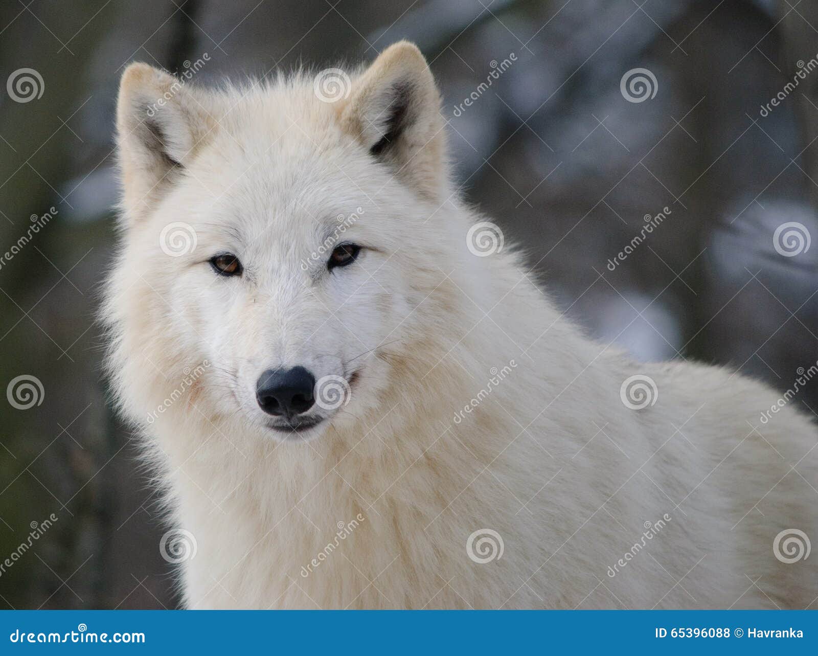 White Arctic Wolf With Blue Eyes