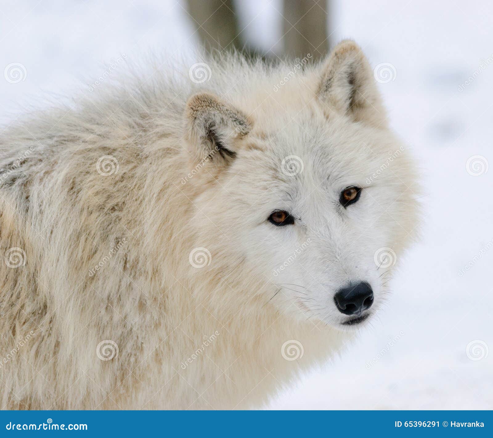 White Arctic Wolf in a Winter Forest Stock Image - Image of cute, wild ...