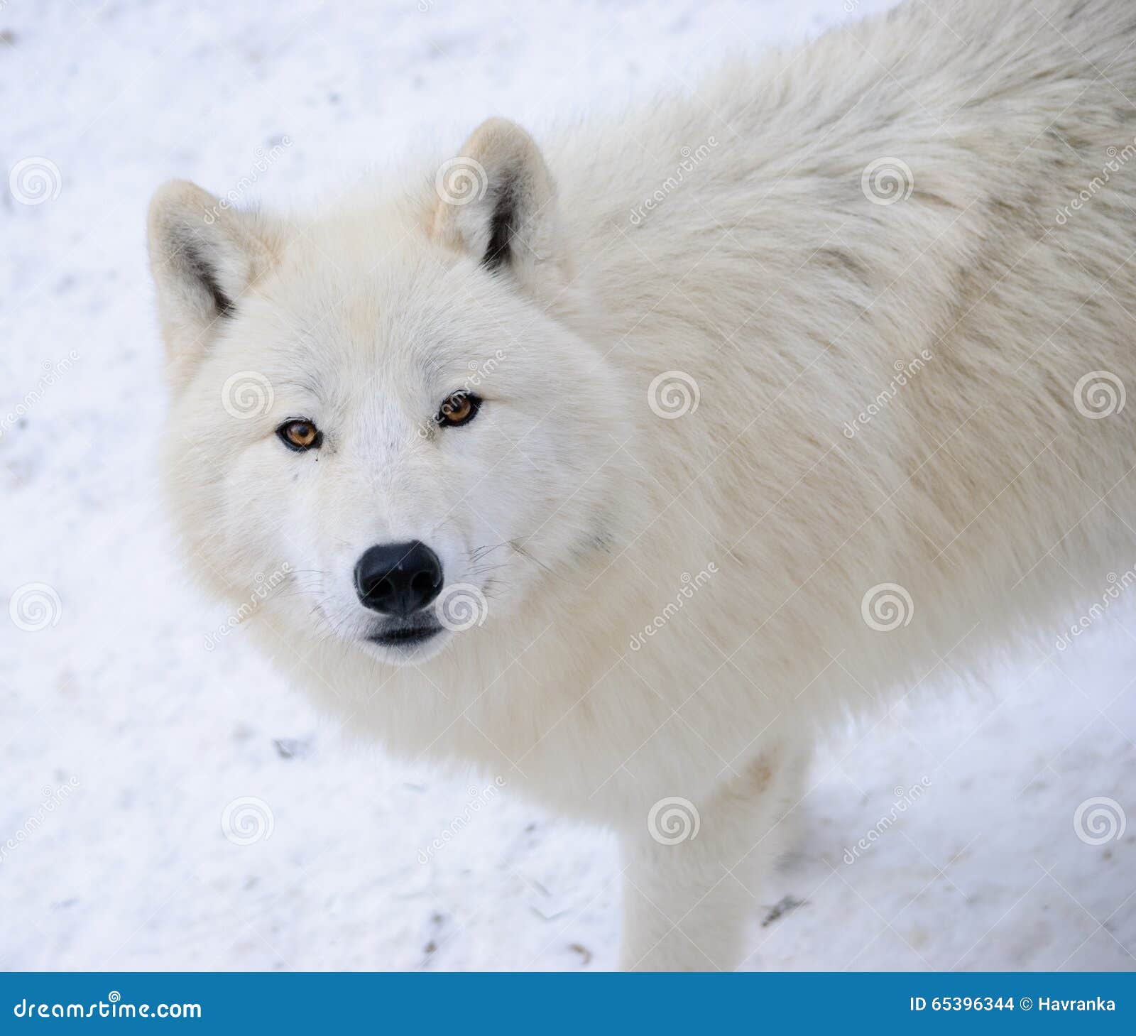 White Arctic Wolf in a Winter Forest Stock Photo - Image of covered ...